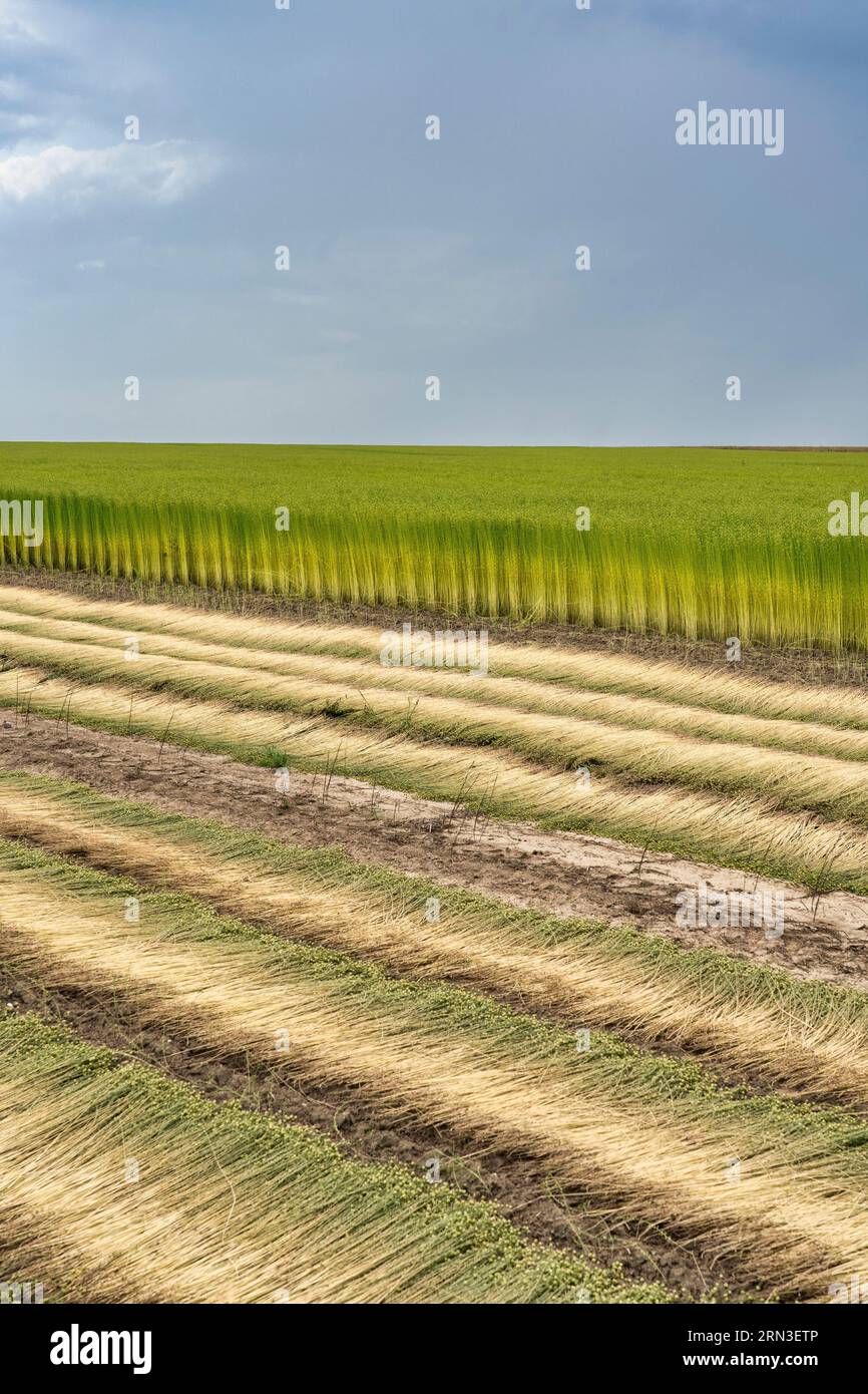 Viger hi-res stock photography and images - Alamy