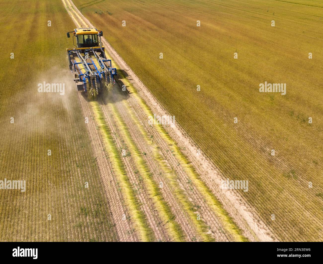 France, Eure, Bourg Achard, flax field, flax harvesting, Union machines ...