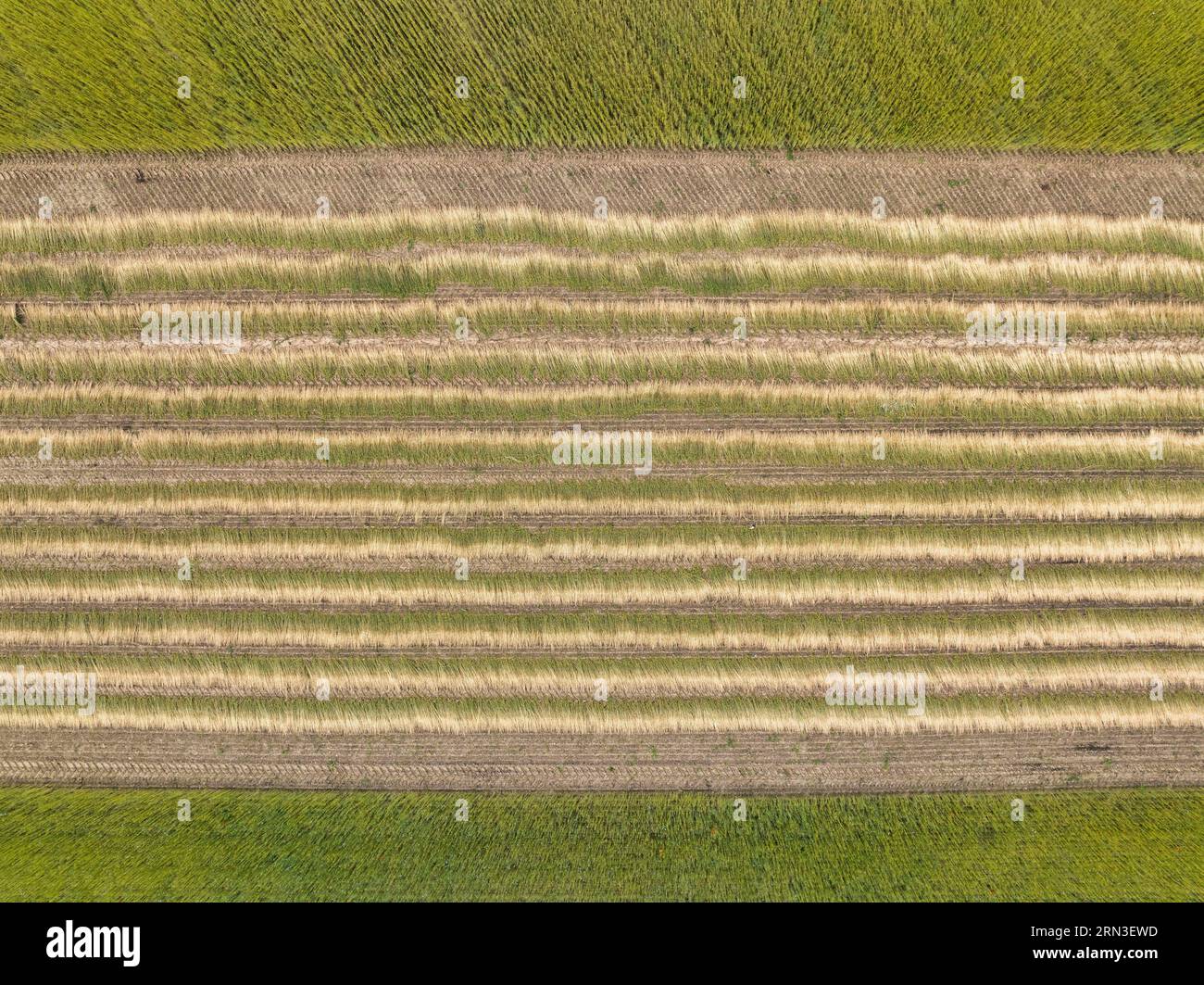 France, Seine Maritime, Saint Pierre le Viger, flax field (aerial view ...