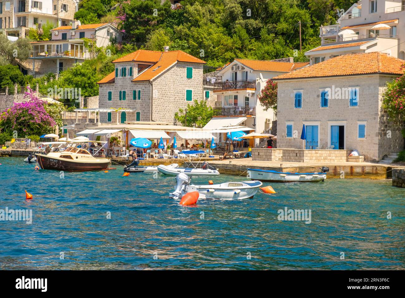 Montenegro, Adriatic coast, Bay of Kotor, Lustica peninsula, Rose, the ...