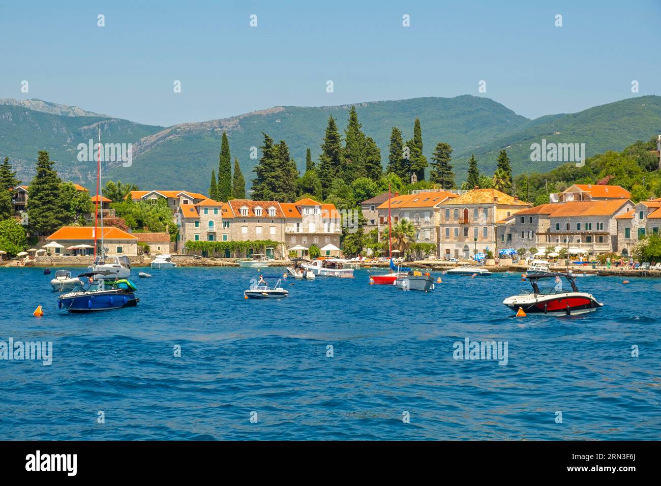 Montenegro, Adriatic coast, Bay of Kotor, Lustica peninsula, Rose, the ...