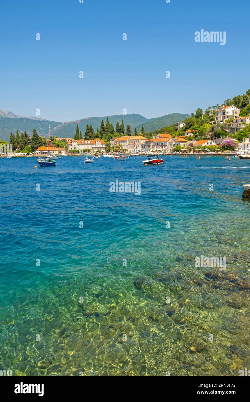 Montenegro, Adriatic coast, Bay of Kotor, Lustica peninsula, Rose, the ...
