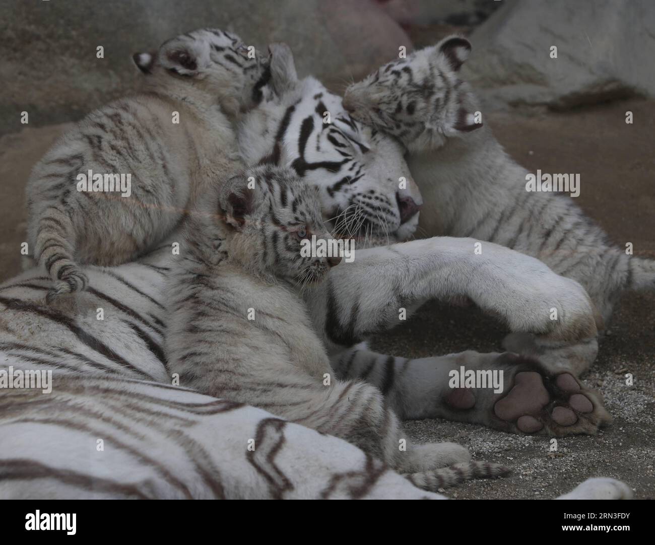 Theirmother hi-res stock photography and images - Alamy