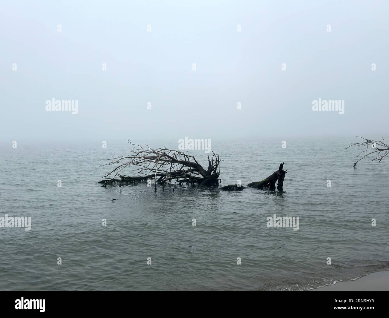 Trees floating in the water and on the beach Stock Photo - Alamy