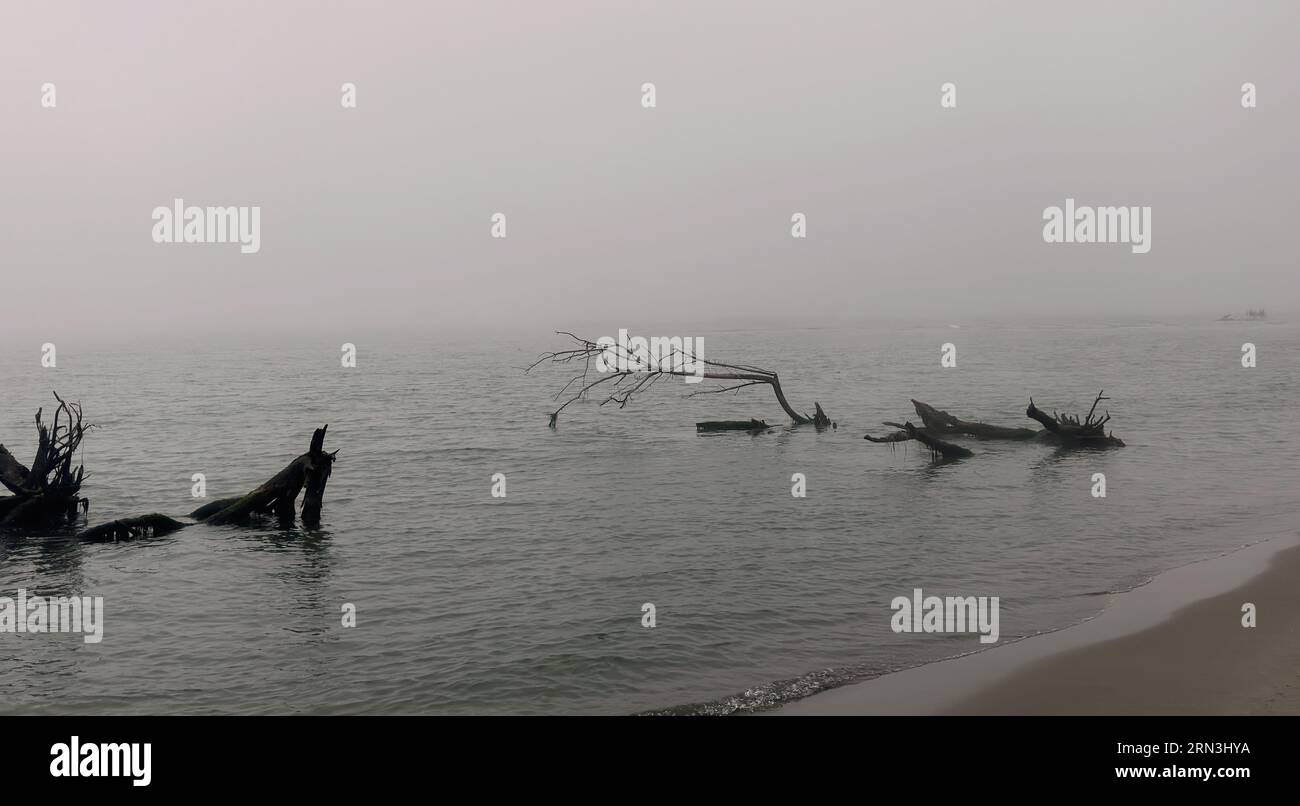 Trees floating in the water and on the beach Stock Photo - Alamy