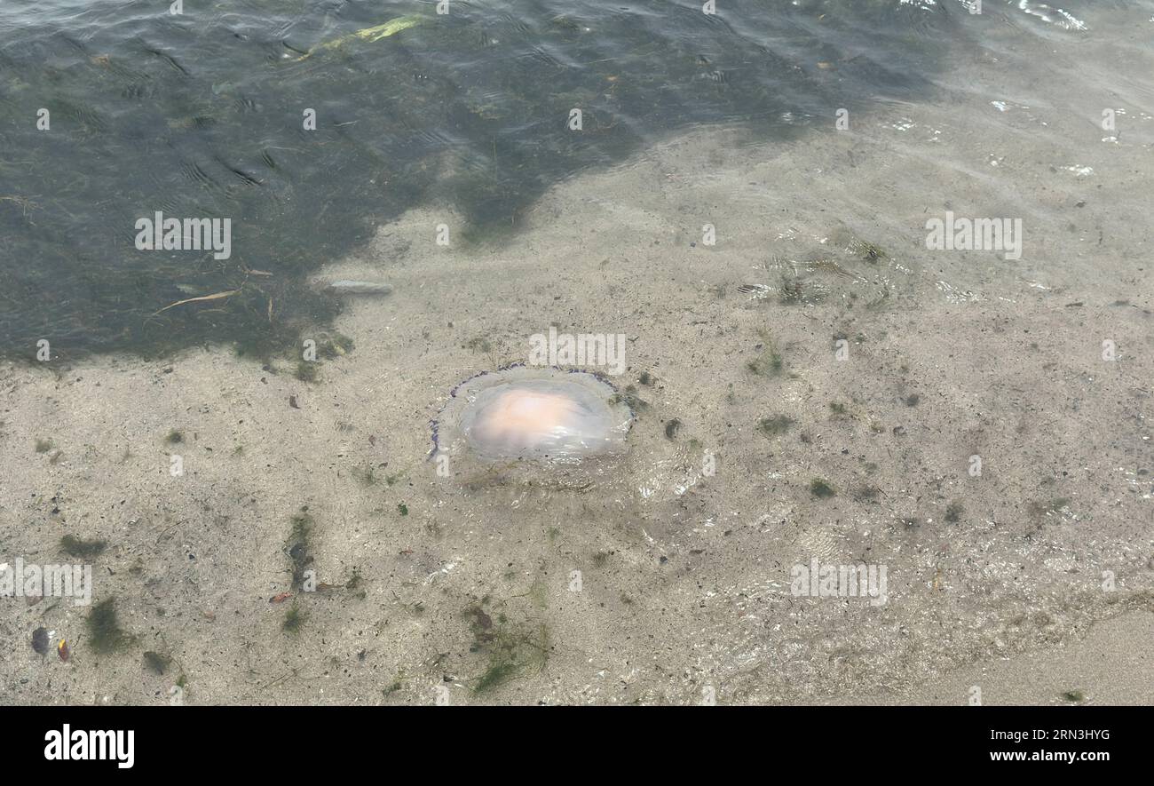 Jellyfish floating in the sea and on the beach Stock Photo - Alamy