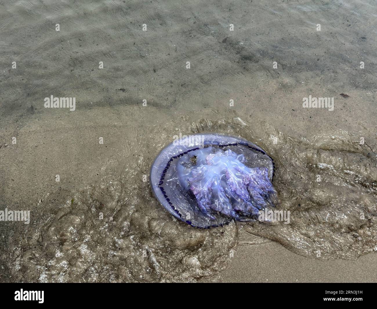 Jellyfish floating in the sea and on the beach Stock Photo - Alamy