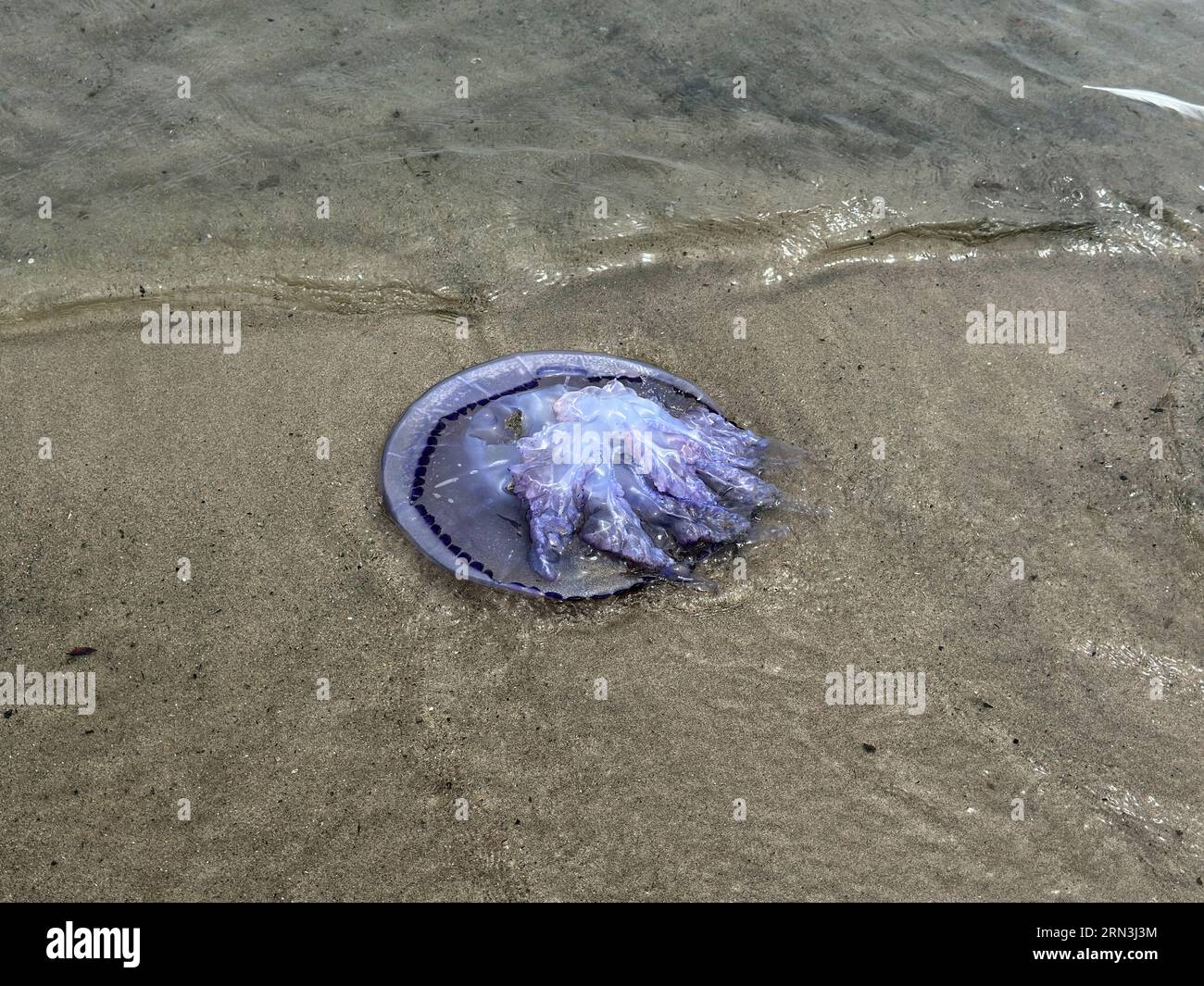 Jellyfish floating in the sea and on the beach Stock Photo - Alamy
