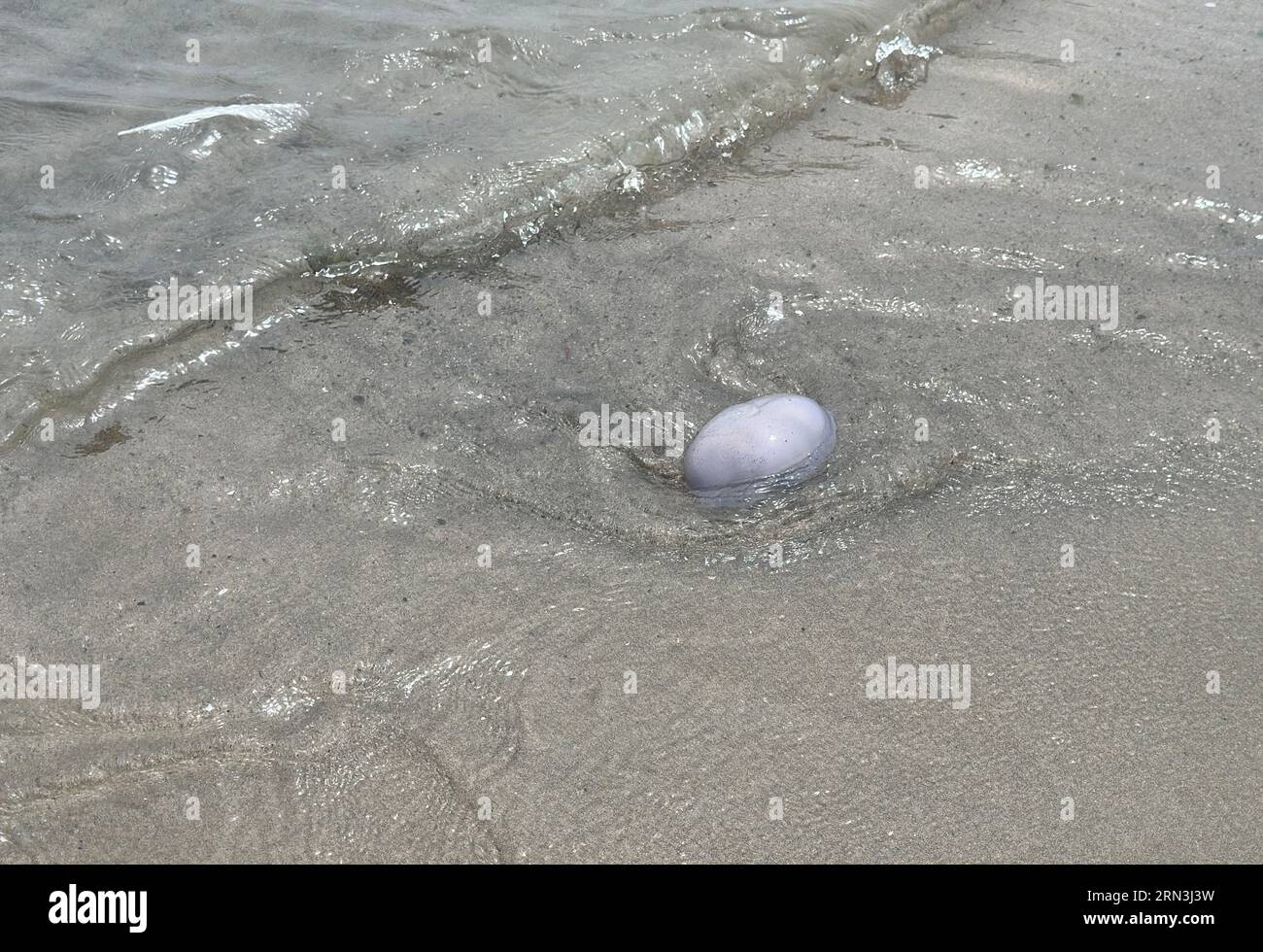 Jellyfish floating in the sea and on the beach Stock Photo - Alamy