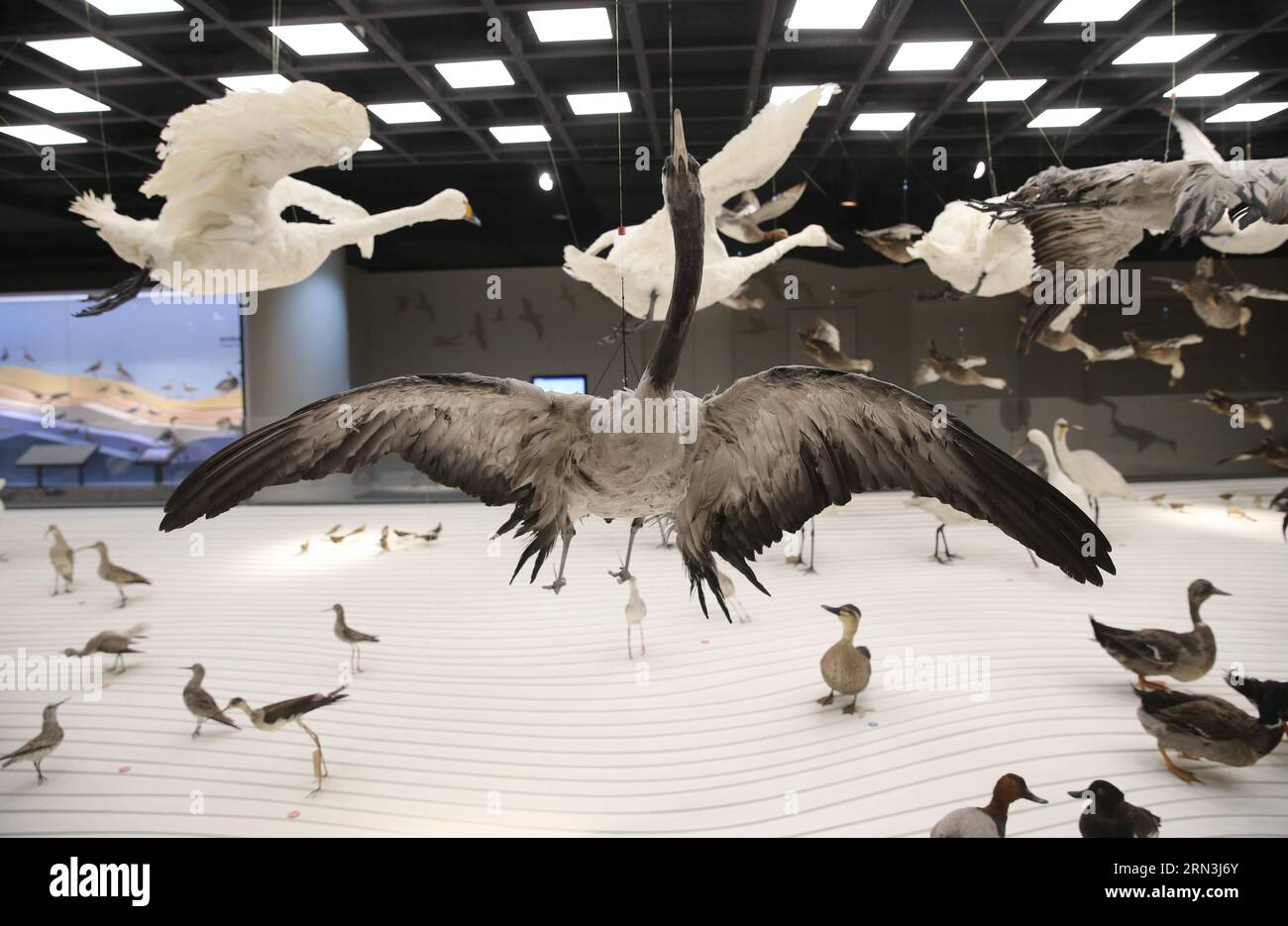 Mamoth skeleton hi-res stock photography and images - Alamy