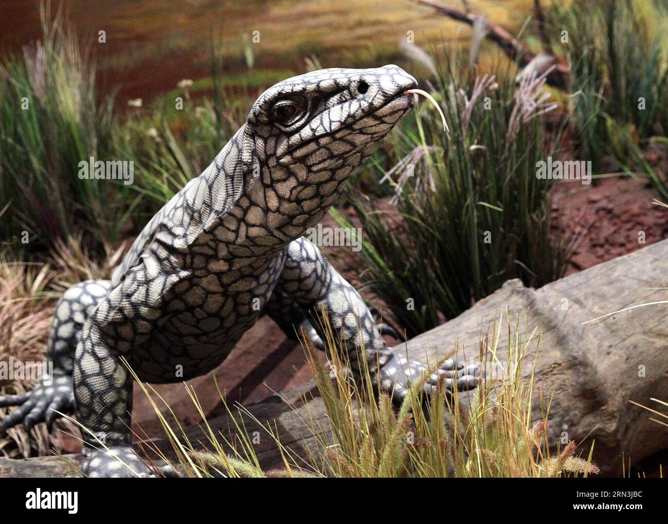 Varanus skeleton hi-res stock photography and images - Alamy