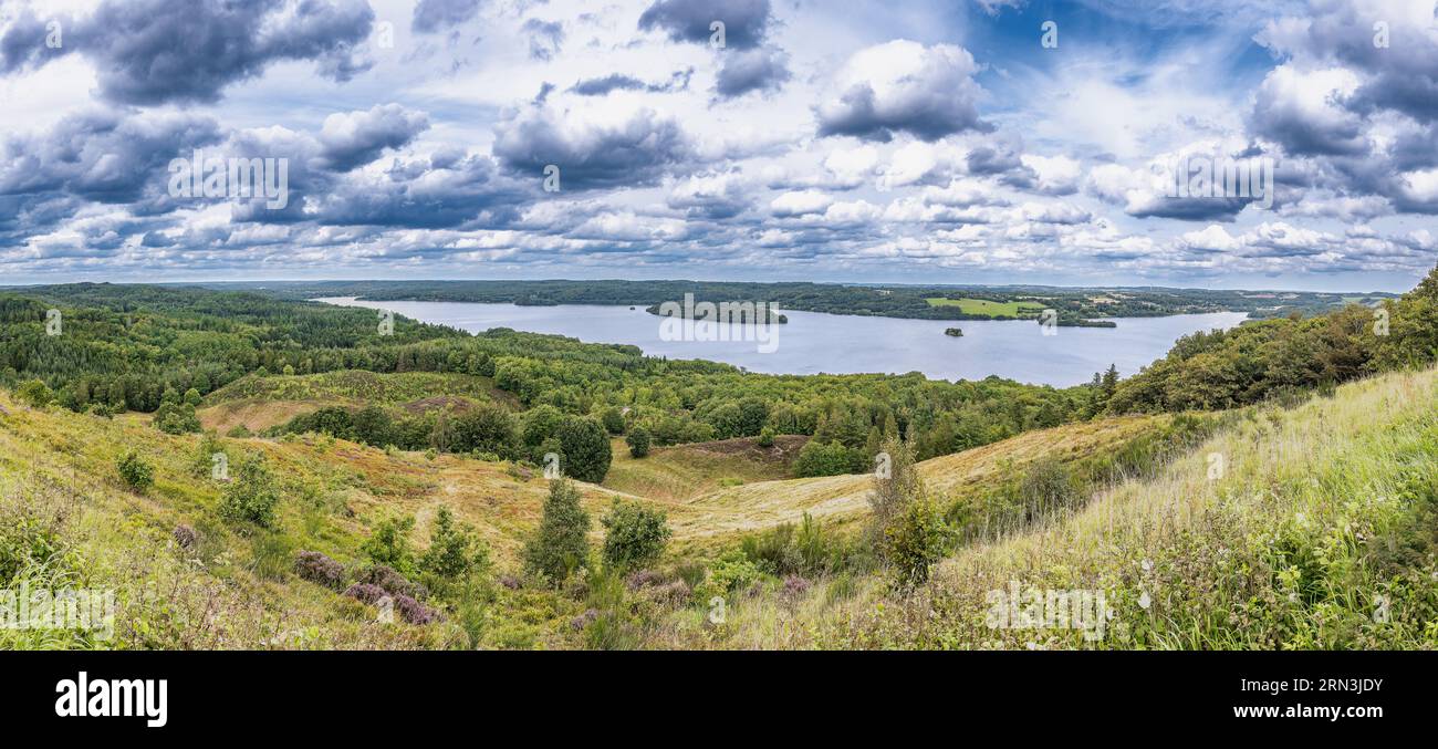 Heather slopes near Himmelbjerget at the Danish lake highlands, Denmark ...