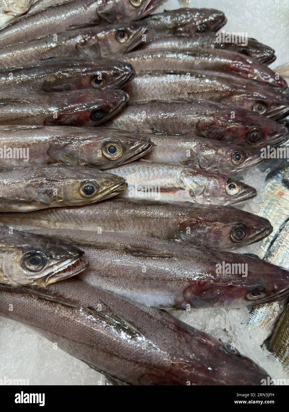 Raw marine animal sea fished hi-res stock photography and images - Alamy
