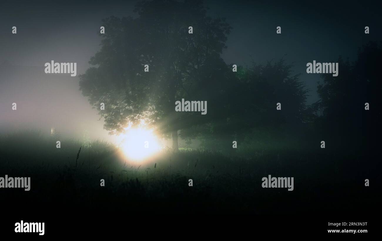 A mysterious bright light, with a silhouette of a tree in the ...