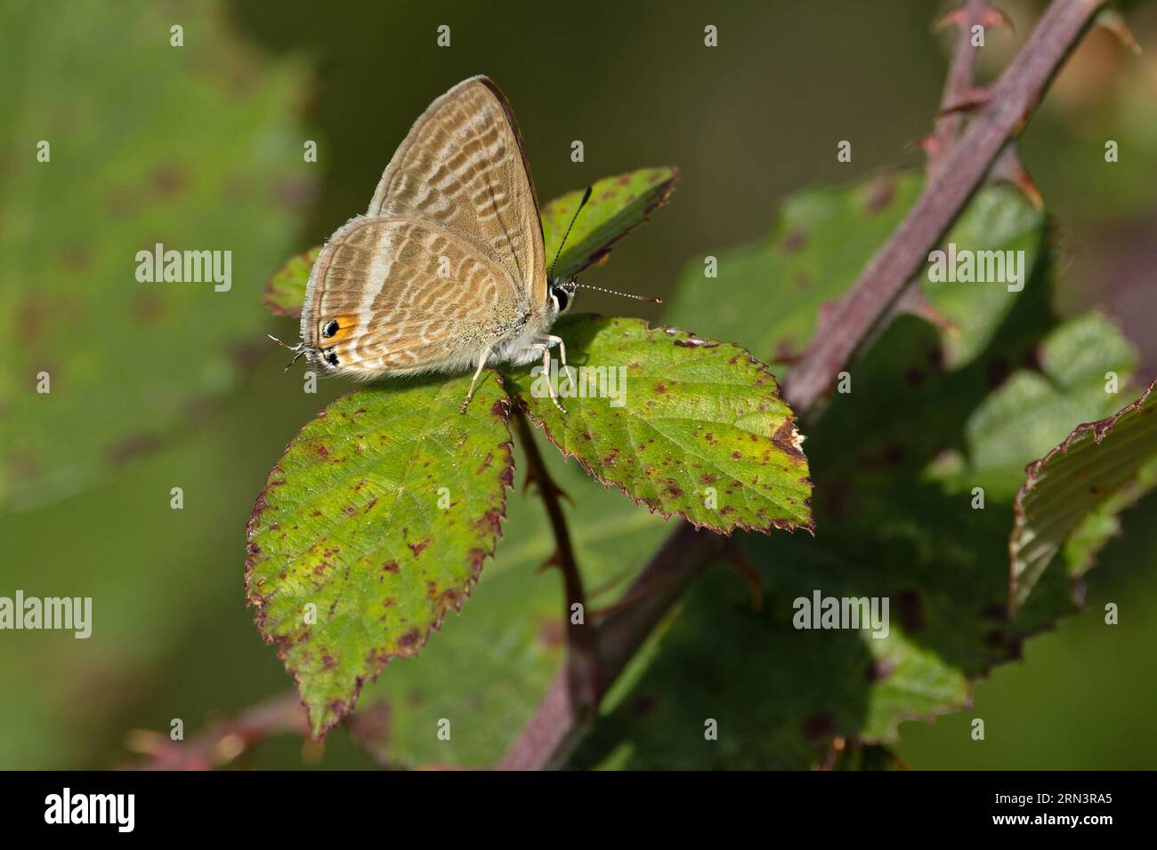 Long tailed blue butterflies hi-res stock photography and images - Alamy