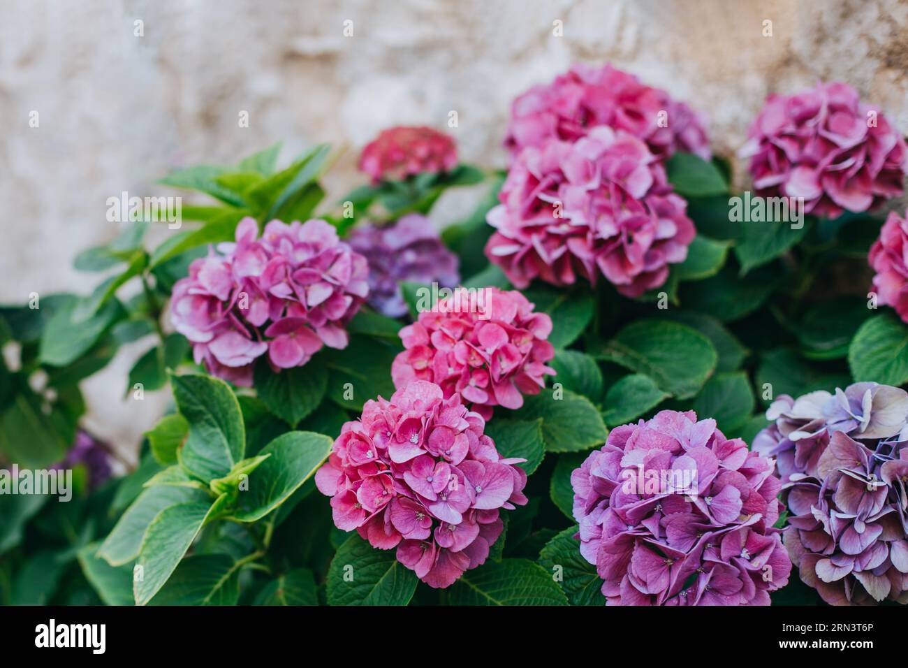 Gorgeous hydrangea garden hi-res stock photography and images - Alamy
