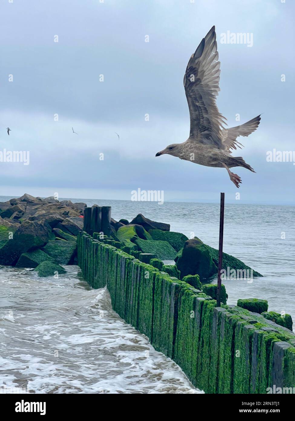 Large seagull along the Atlantic Shore at Brighton Beach, Brooklyn, New ...