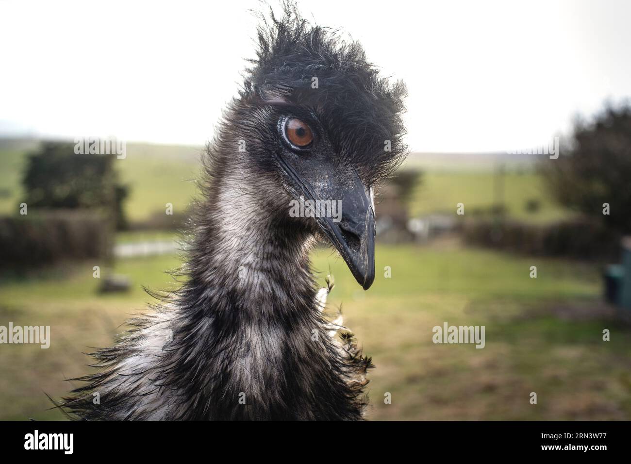 Friendly emu hi-res stock photography and images - Alamy