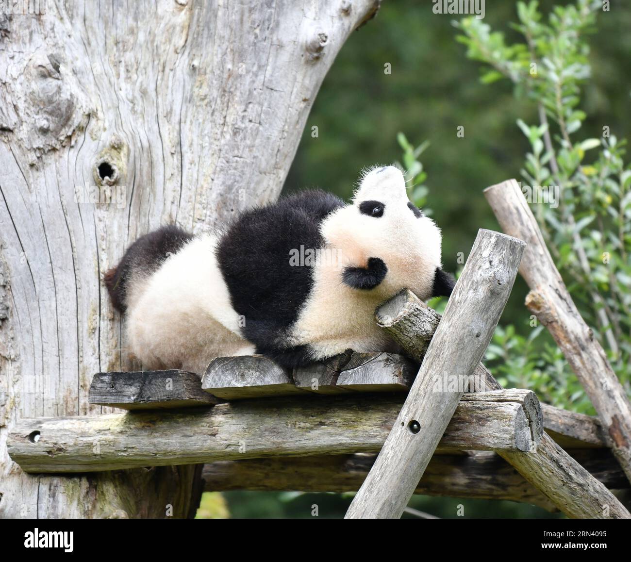 Berlin, Germany. 31st Aug, 2023. Giant panda Meng Xiang is seen at Zoo ...