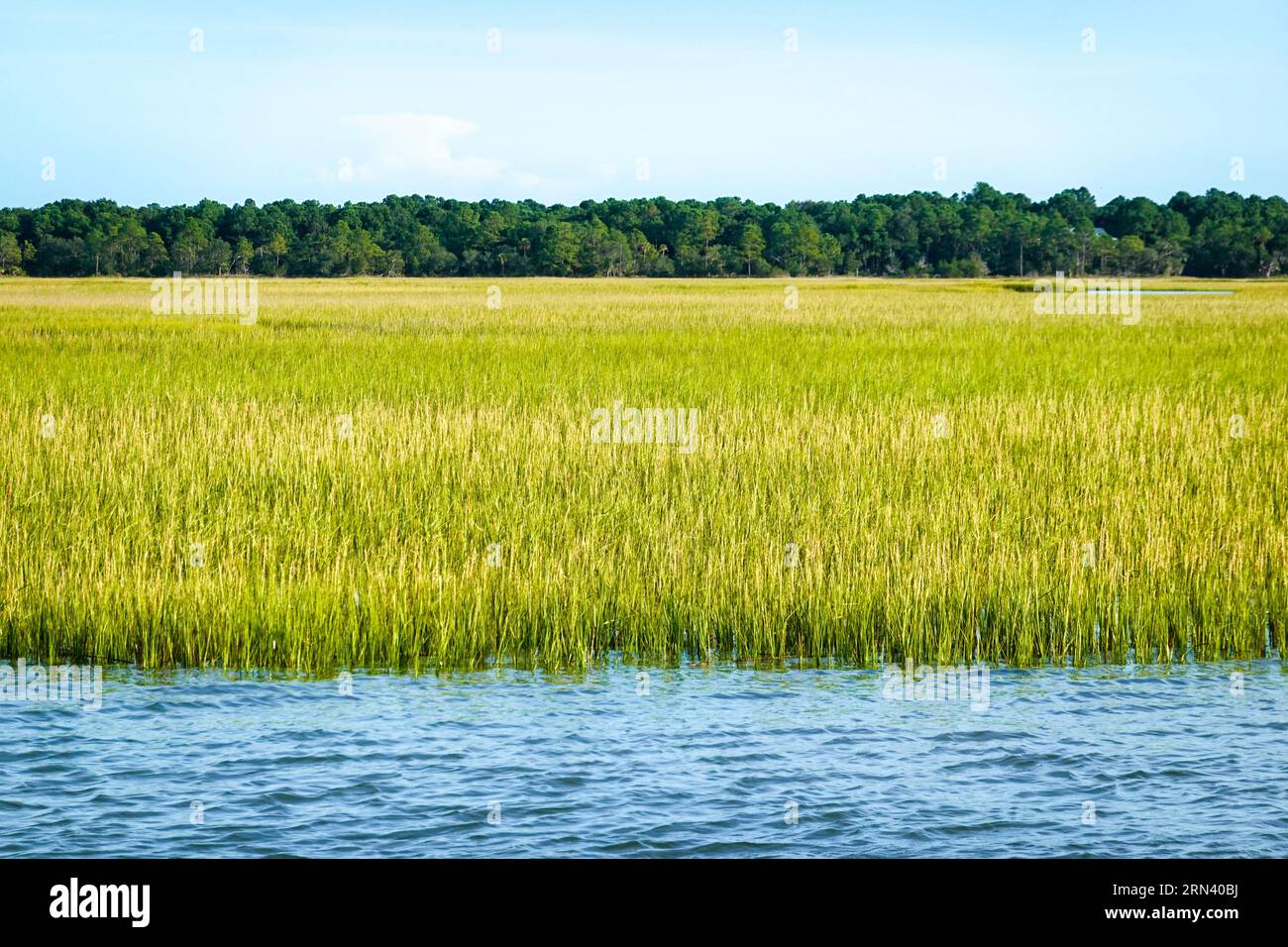 Tidal marsh wildlife photos hi-res stock photography and images - Alamy