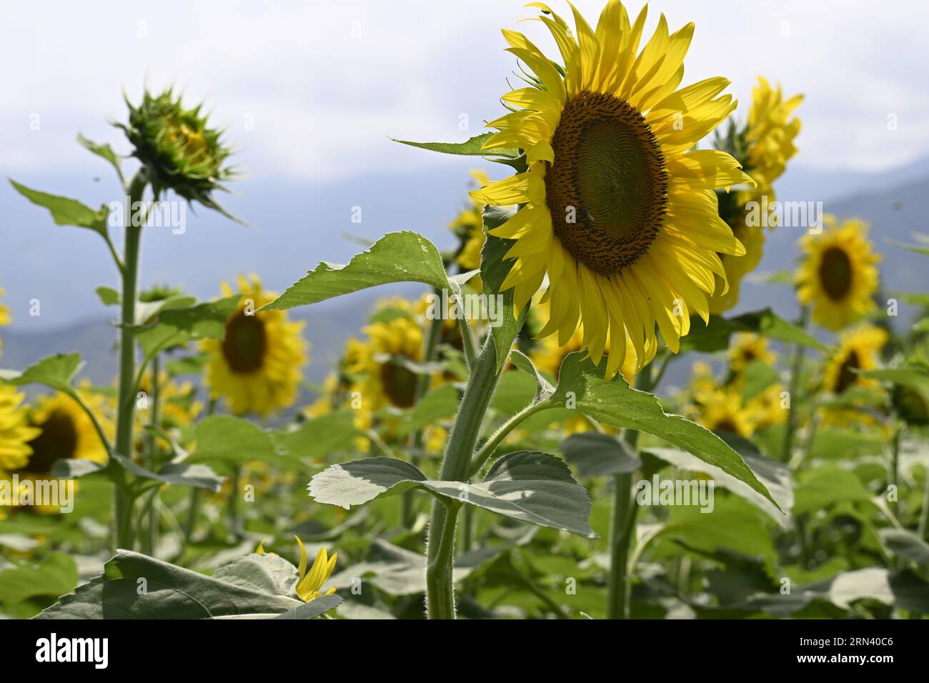 Colombia sunflowers hi-res stock photography and images - Alamy