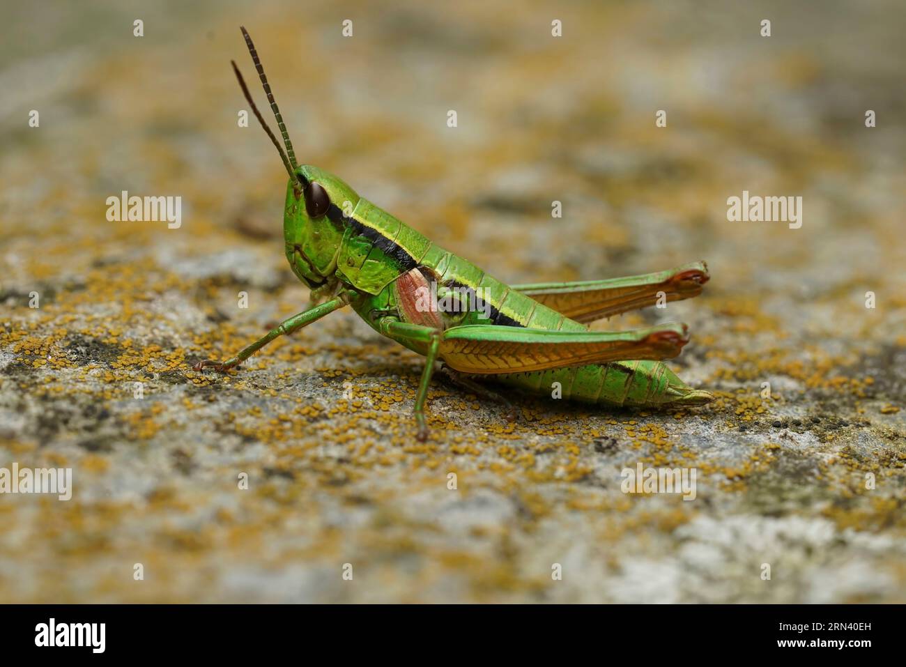 Brachyptera hi-res stock photography and images - Alamy