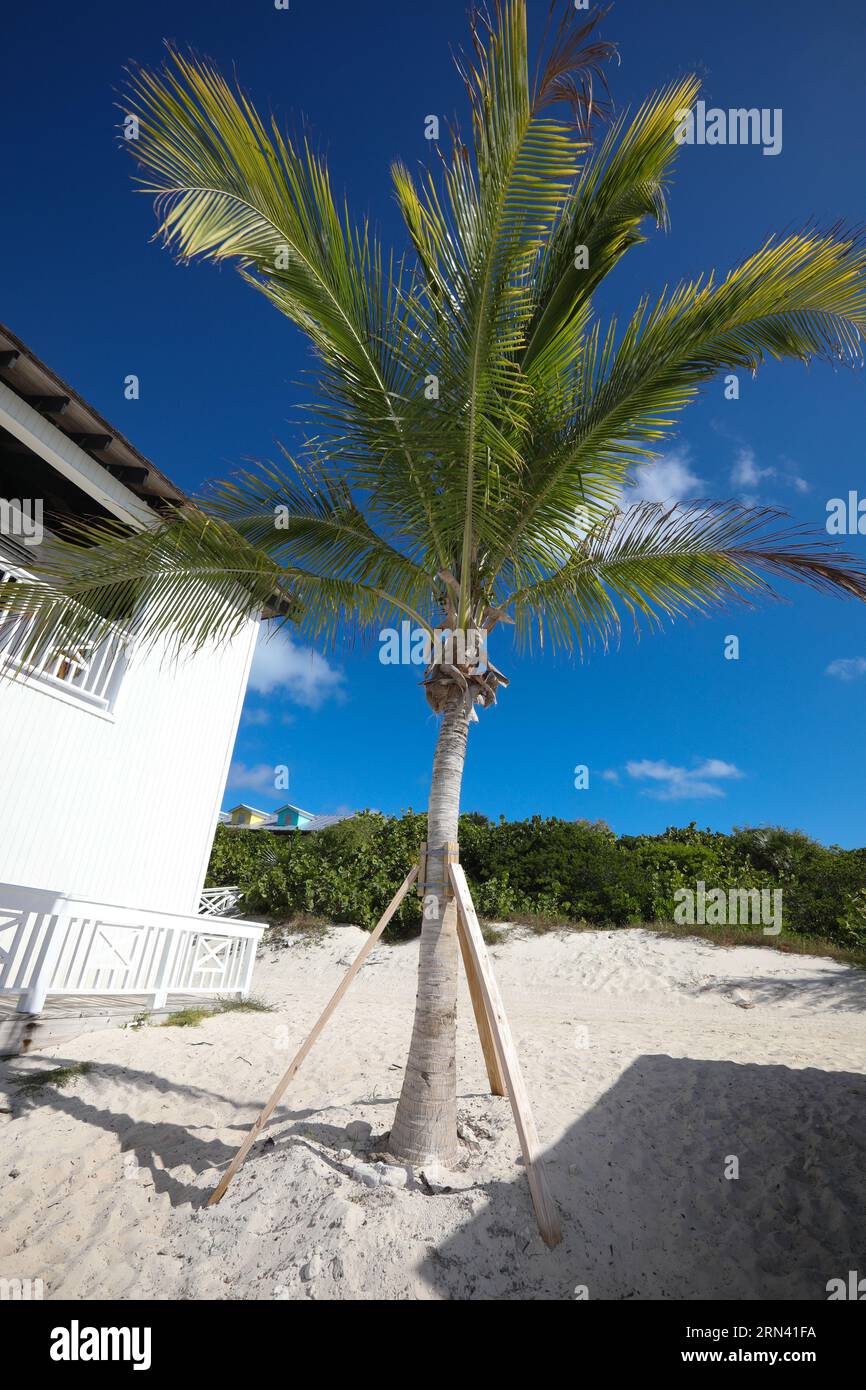 Tree Supports-young trees being supported by wooden stakes Stock Photo ...