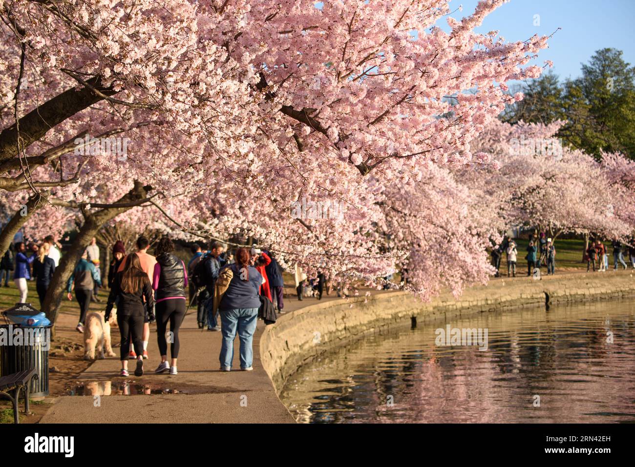 WASHINGTON DC — Cherry blossoms in peak bloom hang over the walkway as ...