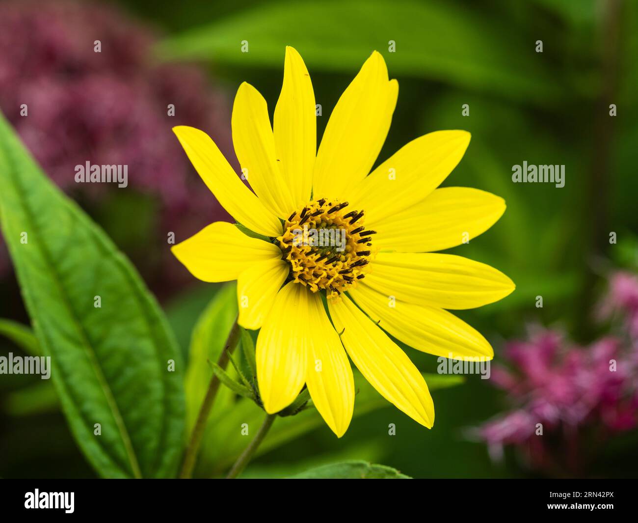 Lemon yellow flower of the tall growing, late summer to early Autumn ...