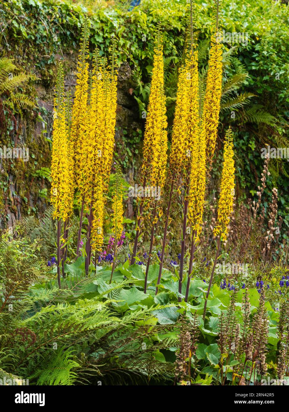 Tall upright late summer spikes of yellow flowers of the hardy ...