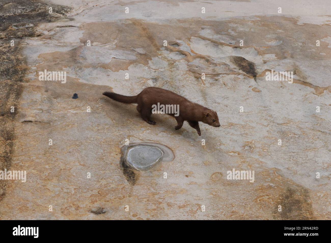 American mink (Neogale vison) Vancouver Island, British Columbia ...
