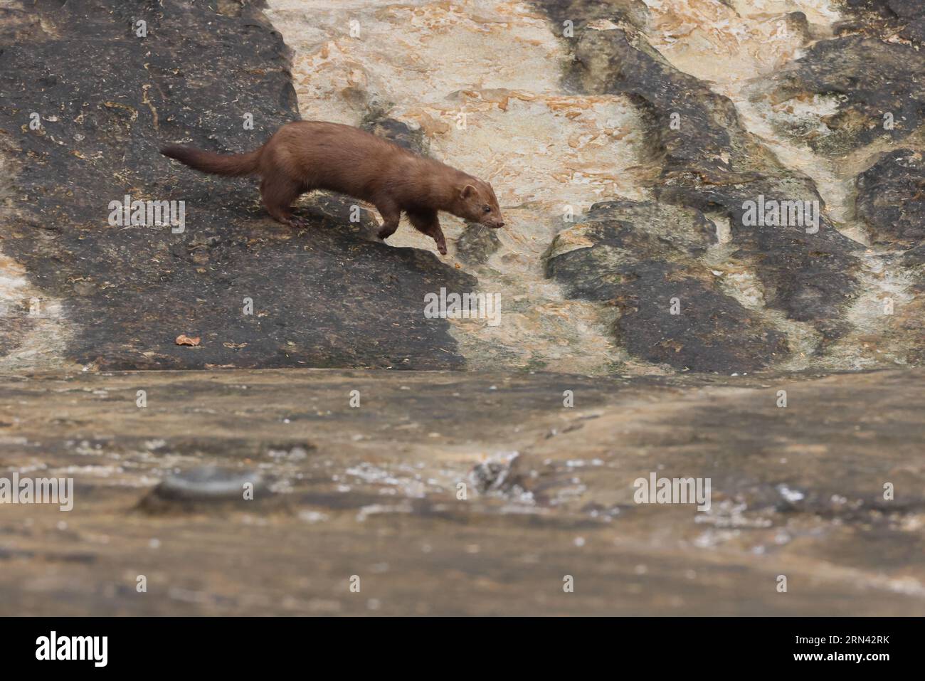 North american mink animals natural hi-res stock photography and images ...