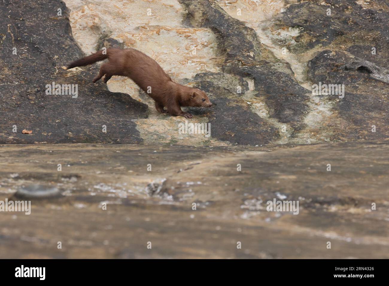 North american mink animals natural hi-res stock photography and images ...