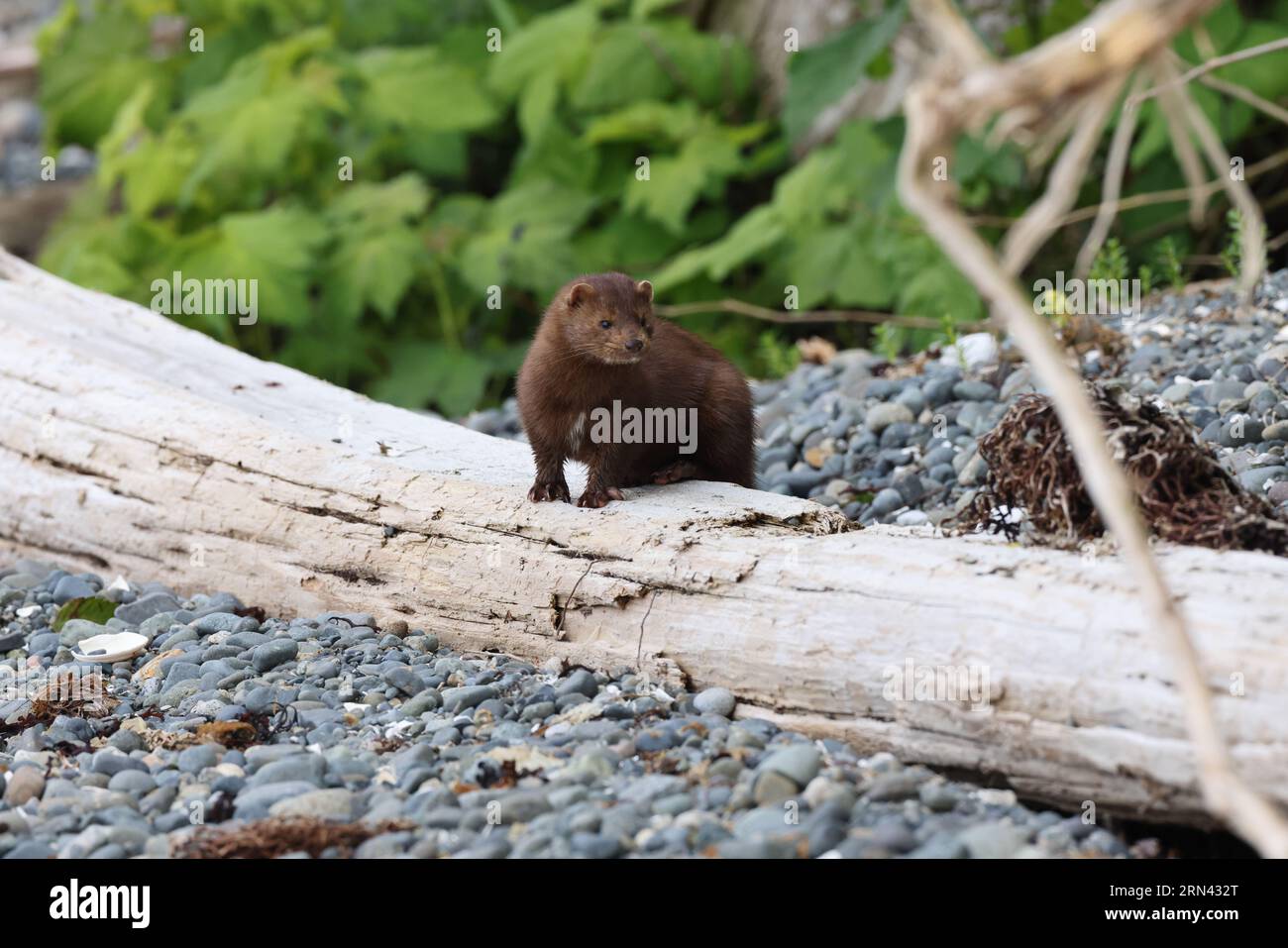 North american mink animals natural hi-res stock photography and images ...