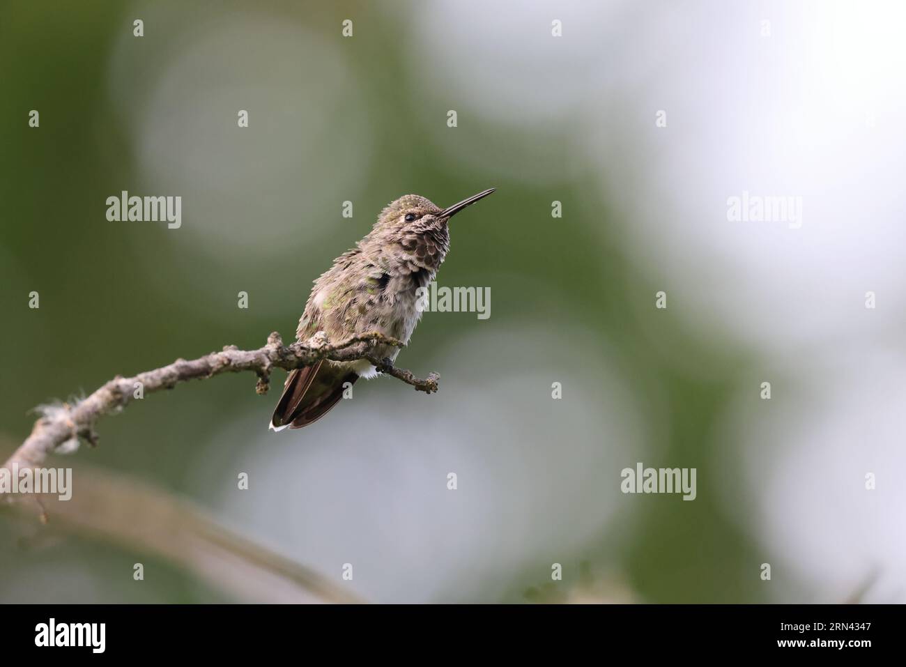 Anna's hummingbird and cold hi-res stock photography and images - Alamy