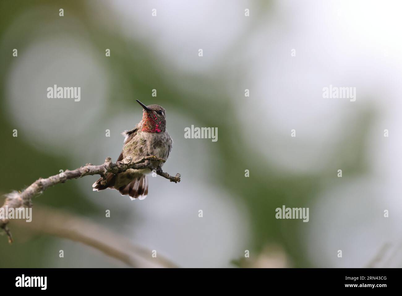 Annas Hummingbird Vancouver Island, British Columbia, Canada Stock ...