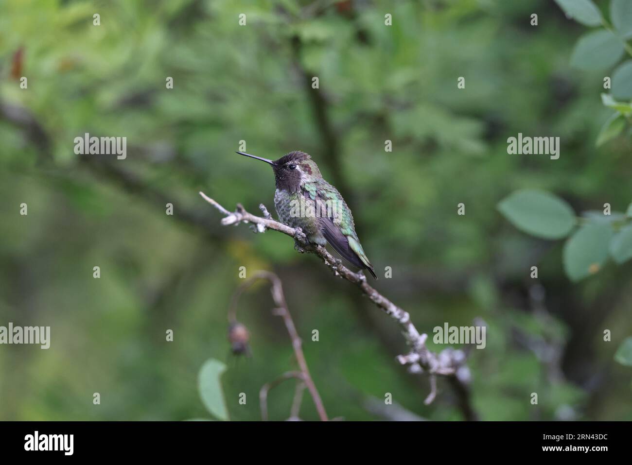 Annas Hummingbird Vancouver Island, British Columbia, Canada Stock ...