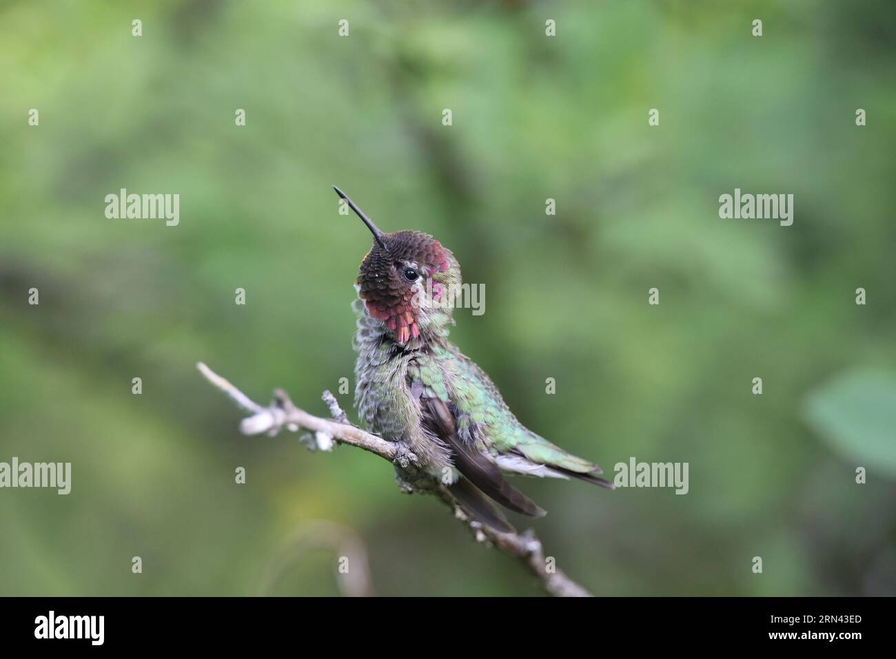 Anna's hummingbird and cold hi-res stock photography and images - Alamy