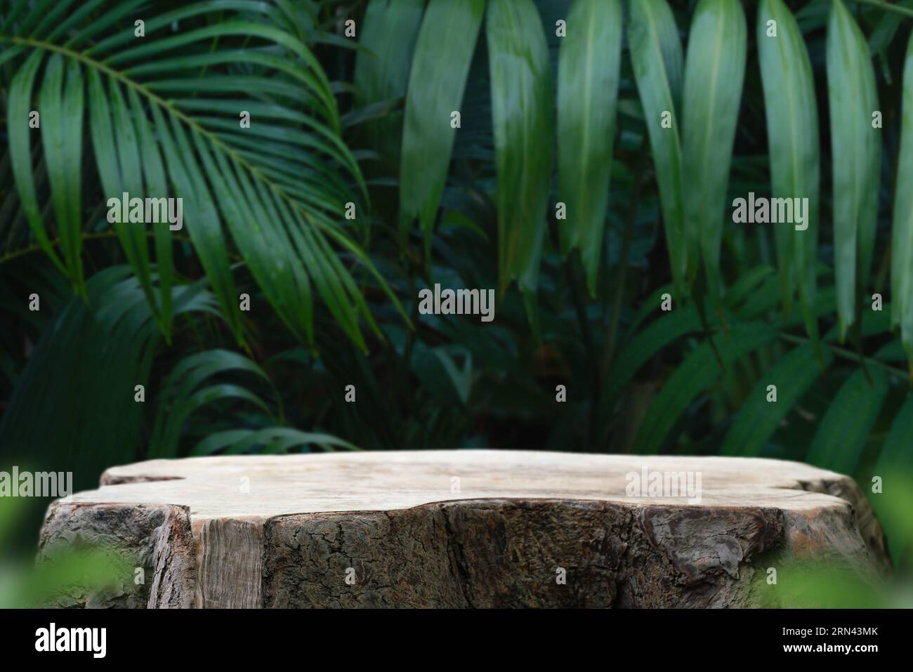 Wood tabletop counter podium floor in outdoors tropical garden forest ...