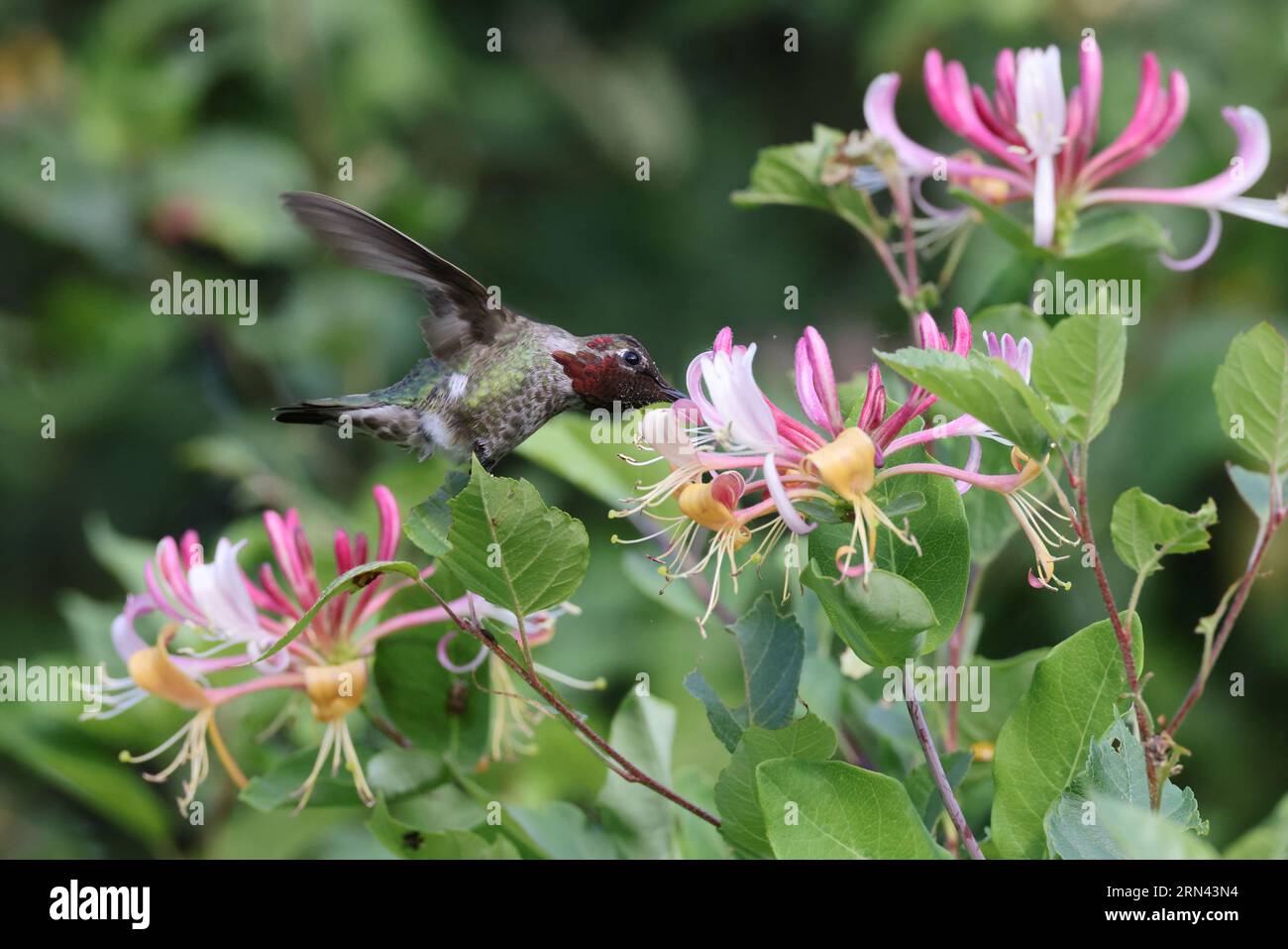 Anna's hummingbird and cold hi-res stock photography and images - Alamy