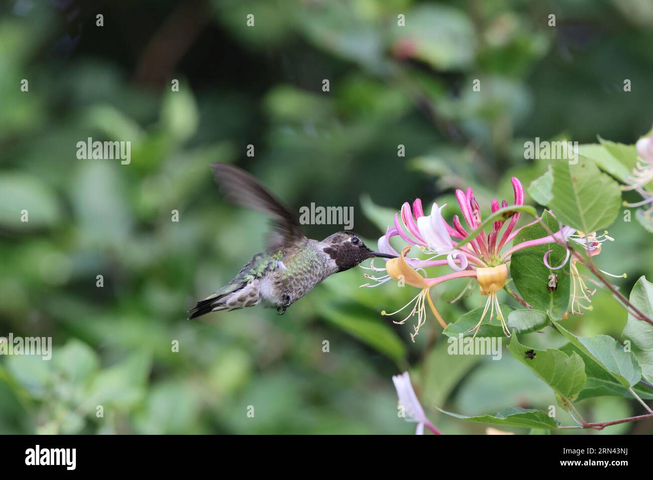 Anna's hummingbird and cold hi-res stock photography and images - Alamy
