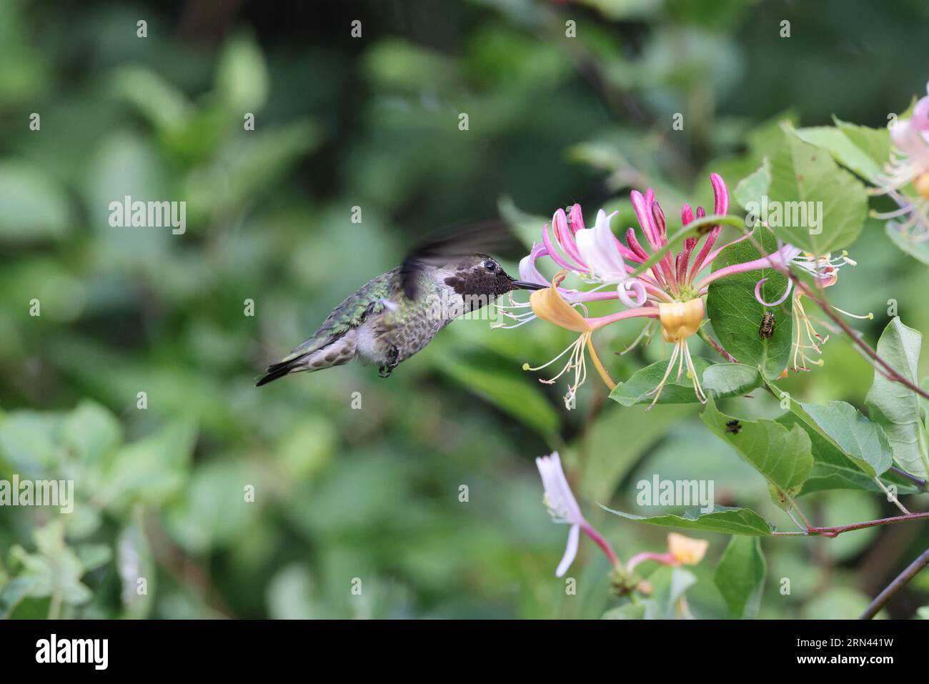 Annas Hummingbird Vancouver Island, British Columbia, Canada Stock ...
