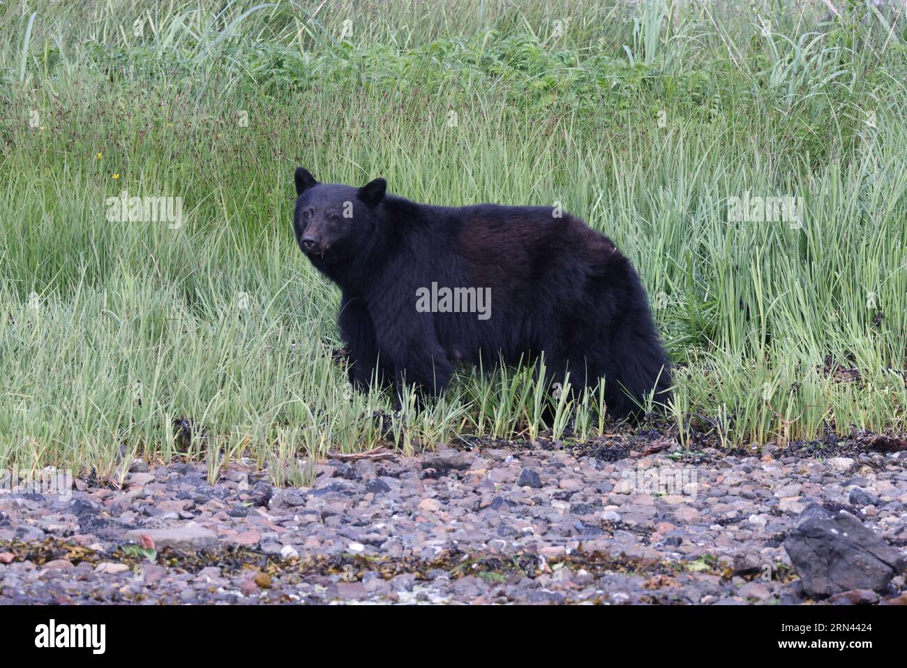 Black Bear foraging on the beach Vancouver Island Canada Stock Photo ...