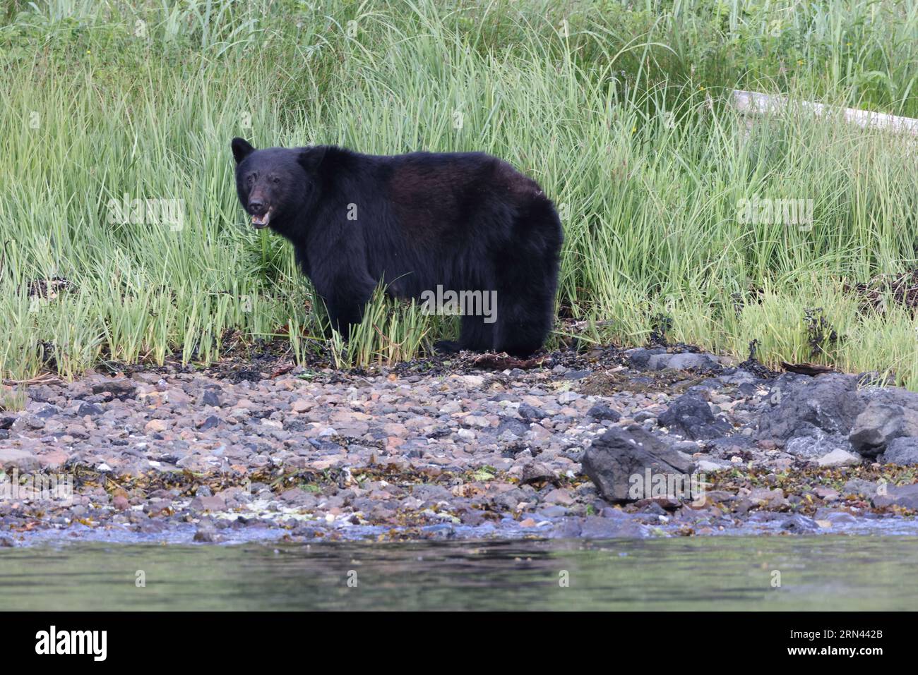 Black Bear foraging on the beach Vancouver Island Canada Stock Photo ...
