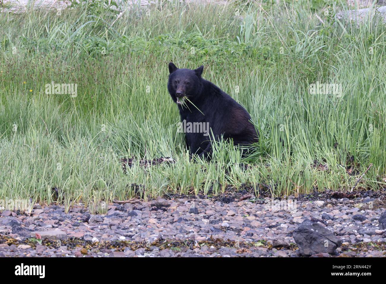 Vancouver forest foraging hi-res stock photography and images - Alamy