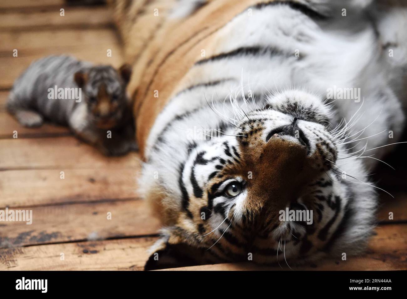 Tigerles hi-res stock photography and images - Alamy