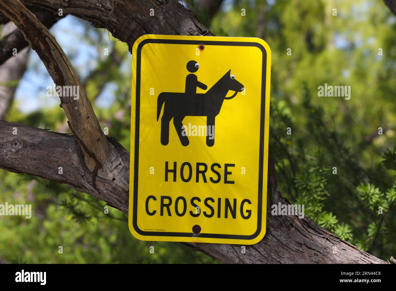 Yellow horse crossing warning sign hi-res stock photography and images ...