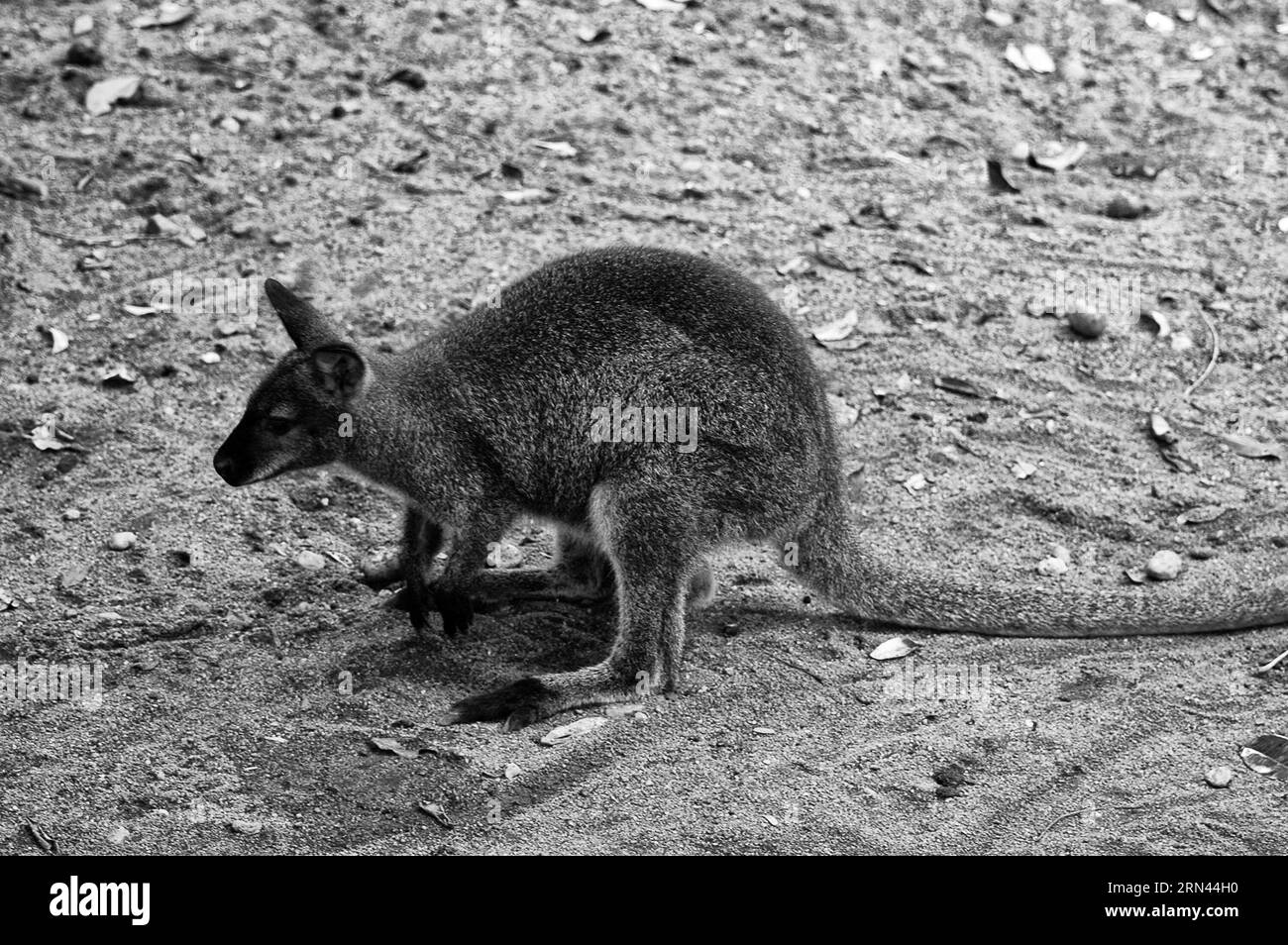 Macropus rufogriseus rufogriseus group hi-res stock photography and ...