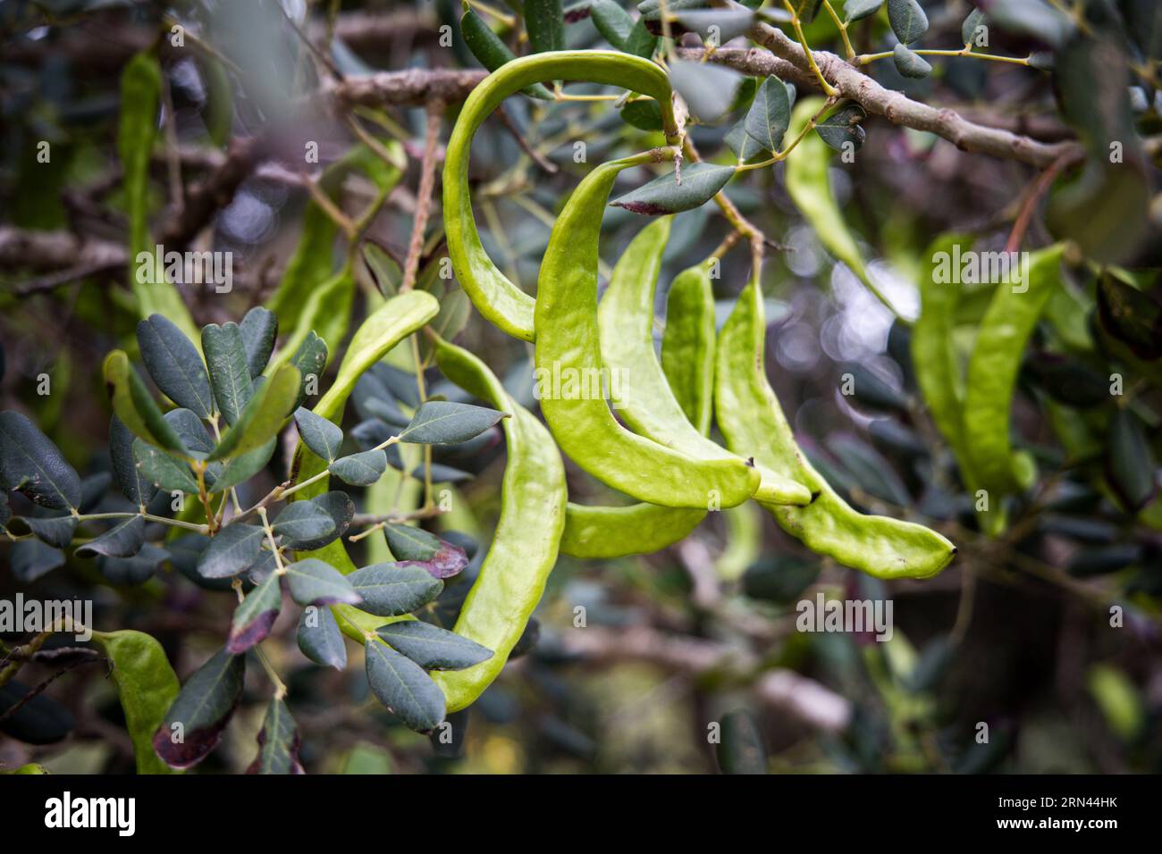 Green carob pods on the tree in nature Stock Photo - Alamy