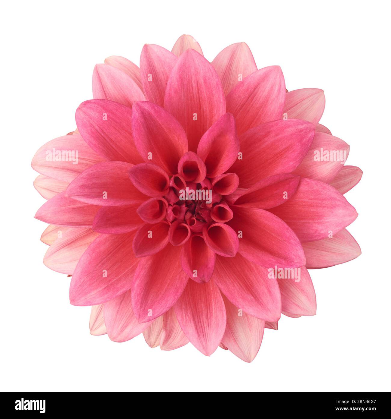 pink dahlia flower isolated on white background, close-up cut out of ...